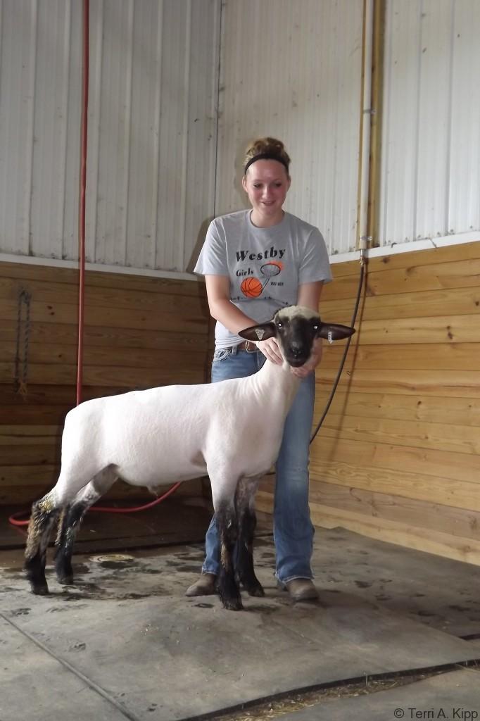 2014 Wisconsin State Fair Sheep Show Results - Grey Feather Farm | Grey ...